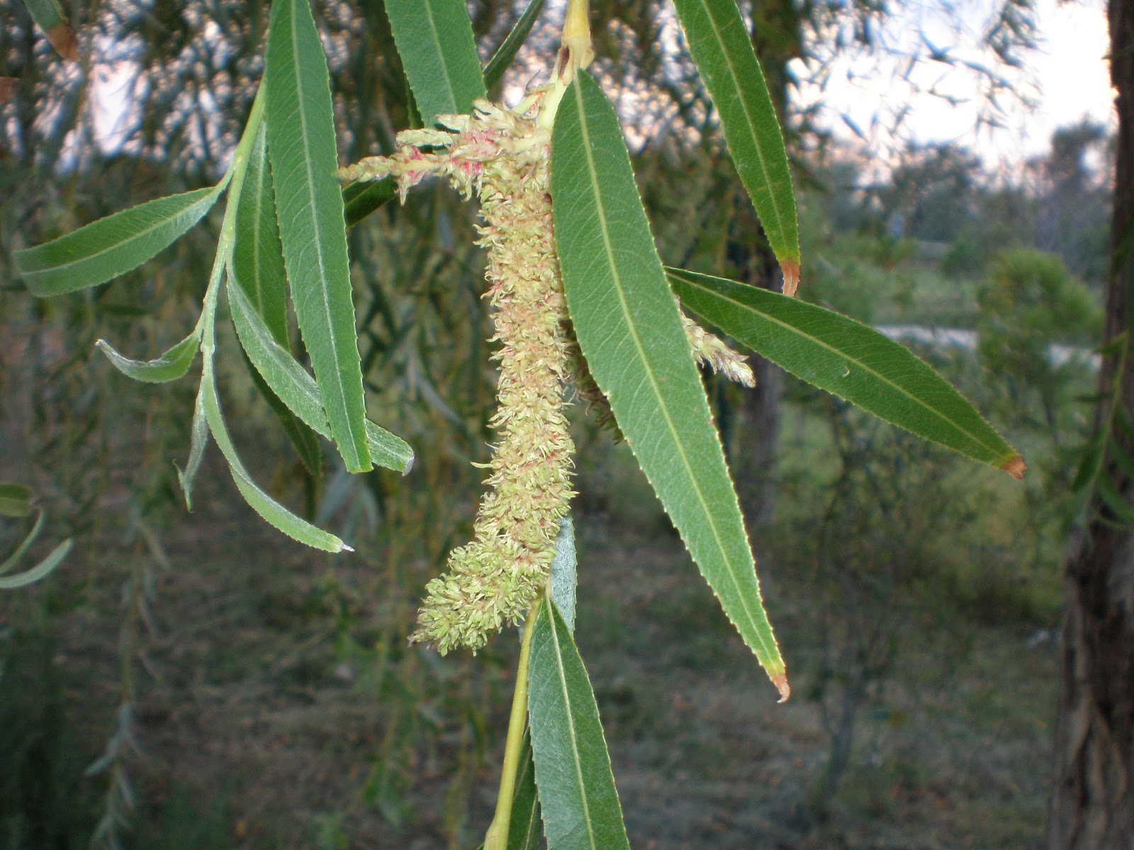 A la salud por las flores: WILLOW-SAUCE