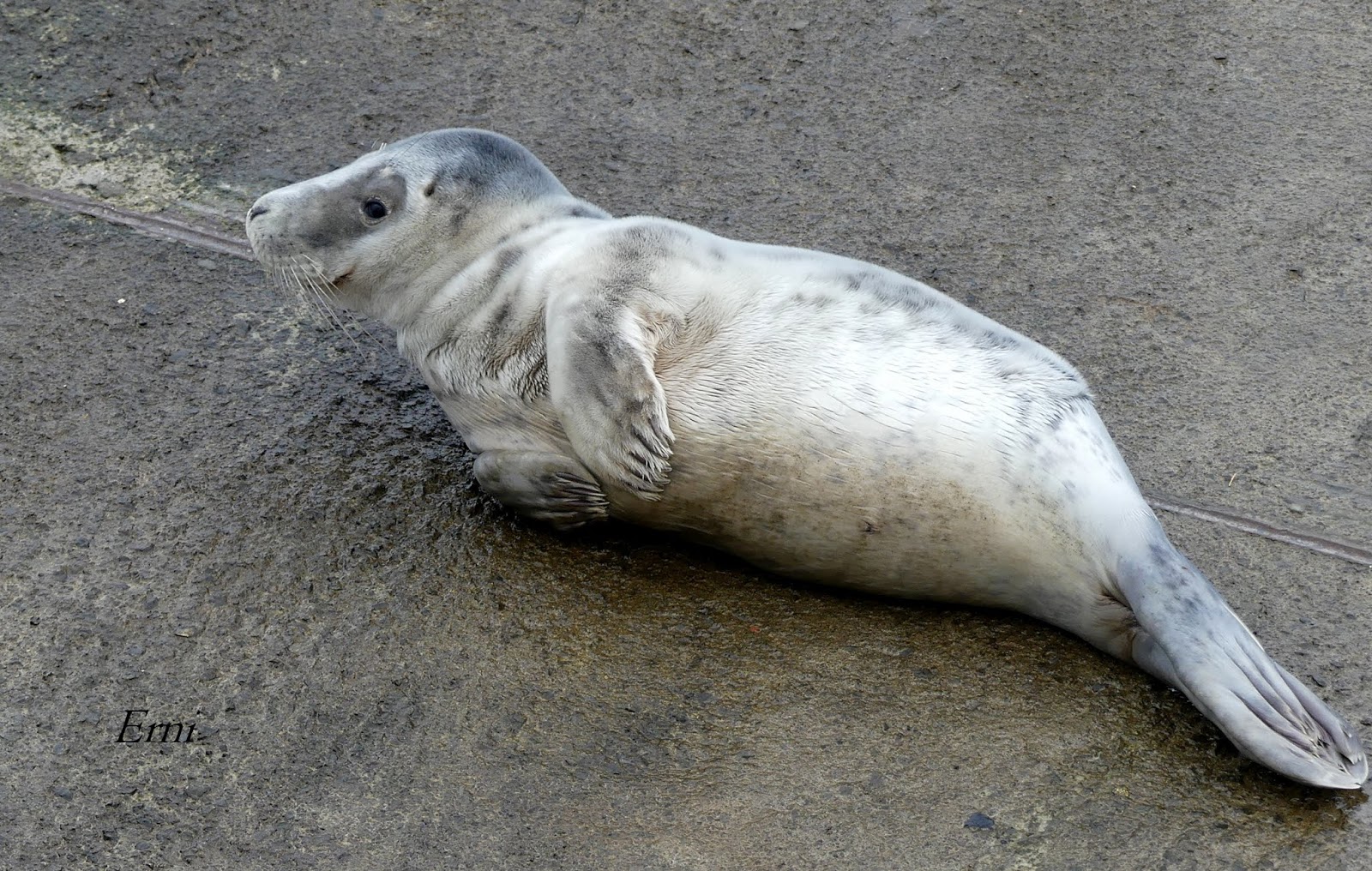 NO SIN MIS PRISMÁTICOS: FOCA GRIS EN LAREDO