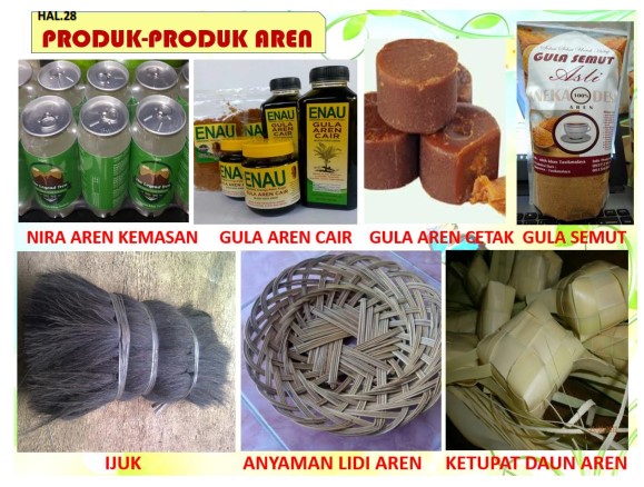 Budidaya Aren : Cara Menanam Aren Di Lahan Gambut