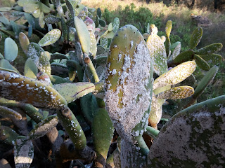 oreneta aground (but missinaibi's afloat!): Cactus disease