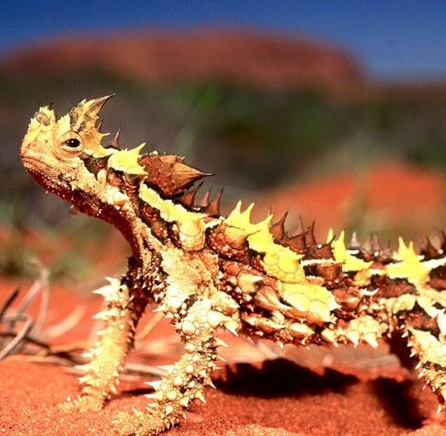 Lizards 🦎🦎🦎