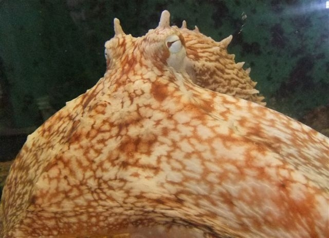 Animals of the world: Octopus