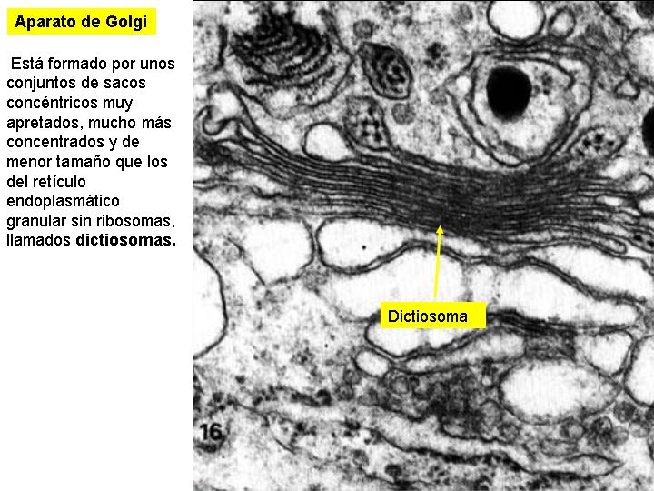 A Biologia da Célula: Complexo Golgiense