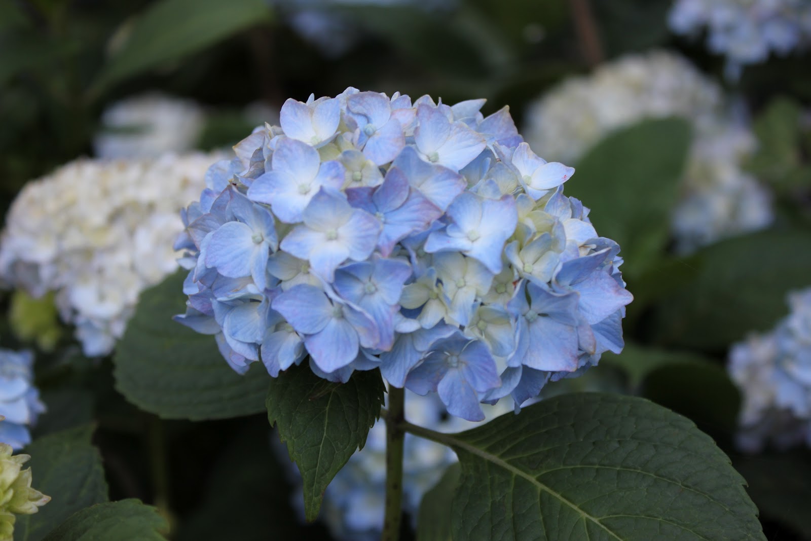In and Out of My Garden: Hydrangea Heaven