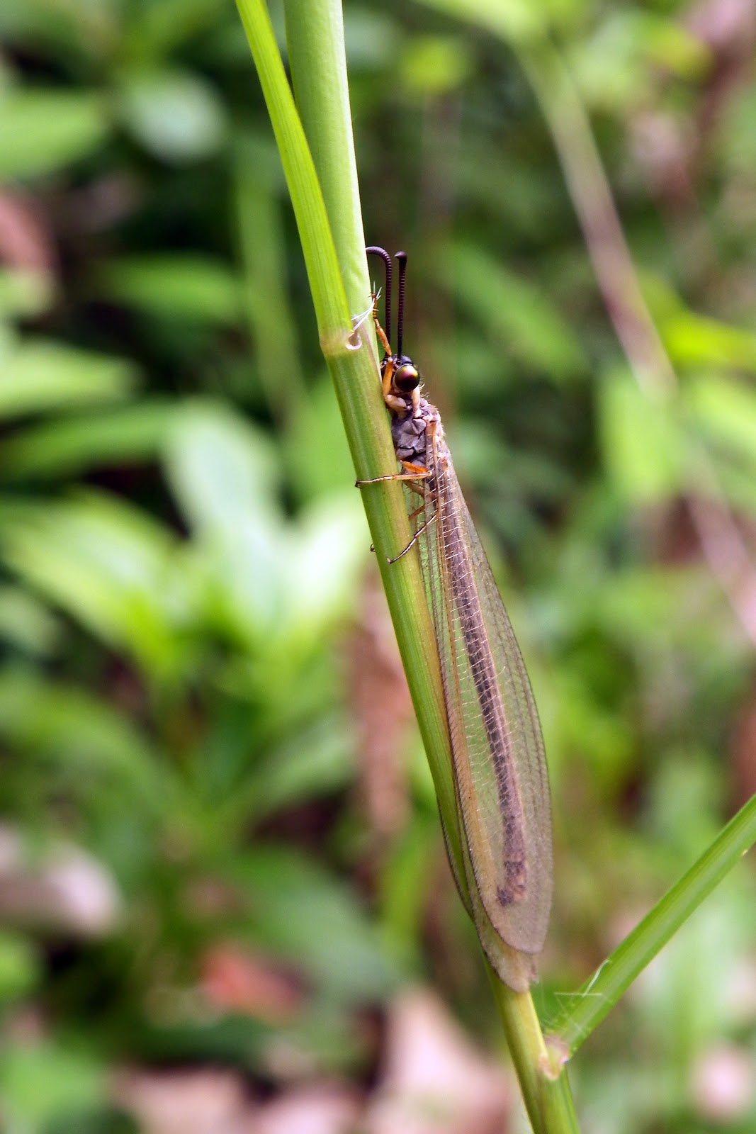 Insects Of Kerala