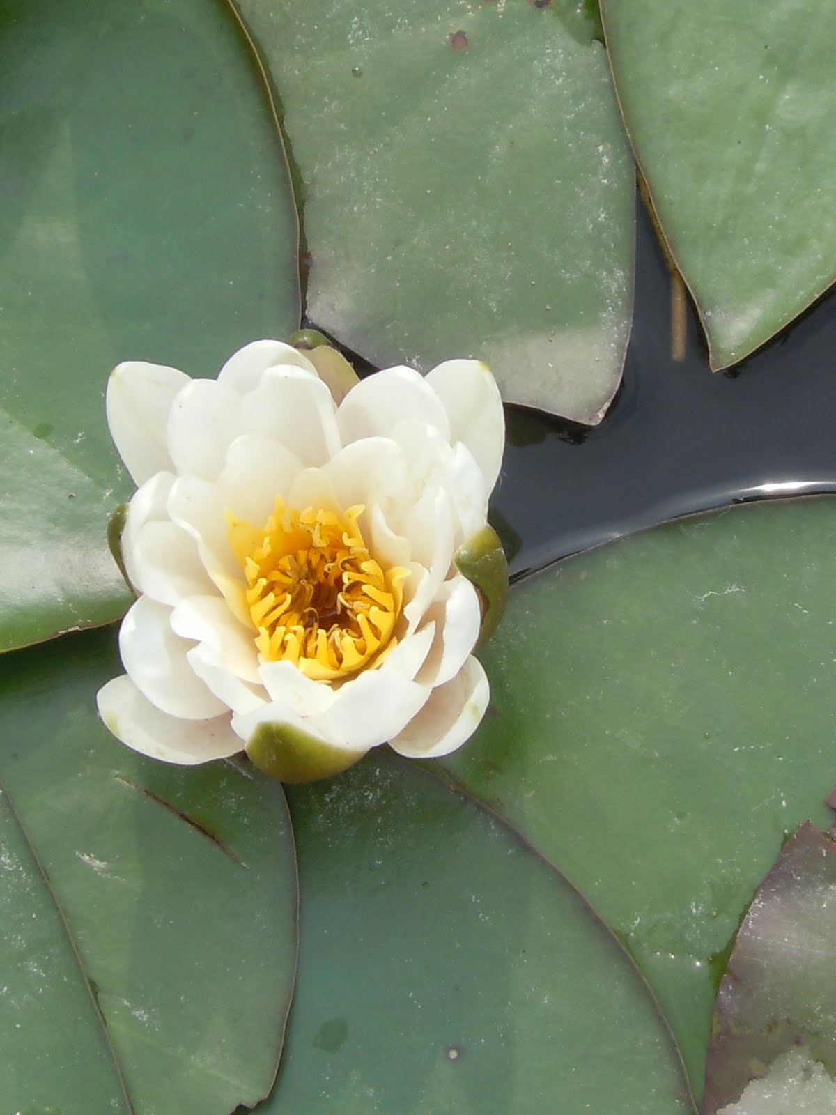 the daily daisy!: Chicago Botanical Gardens!!!