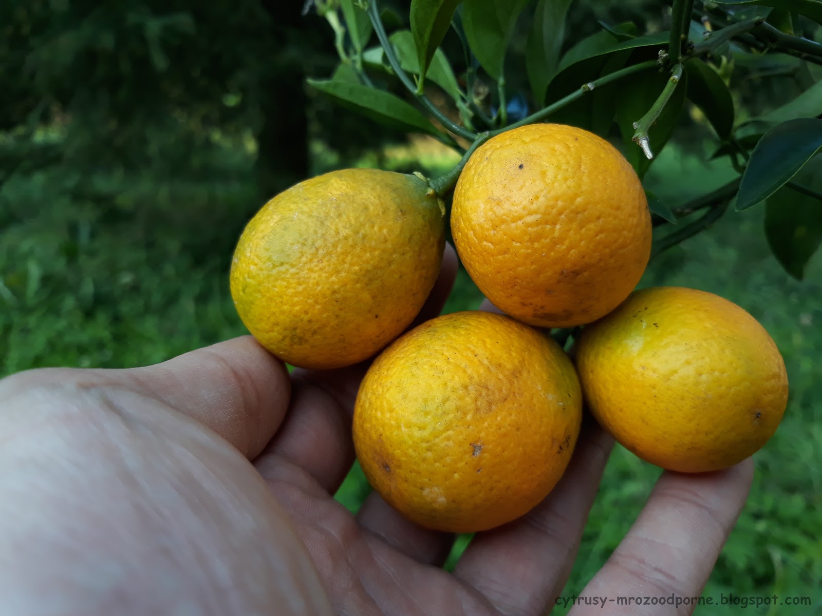 Cytrusy Mrozoodporne: Citrangequat Thomasville