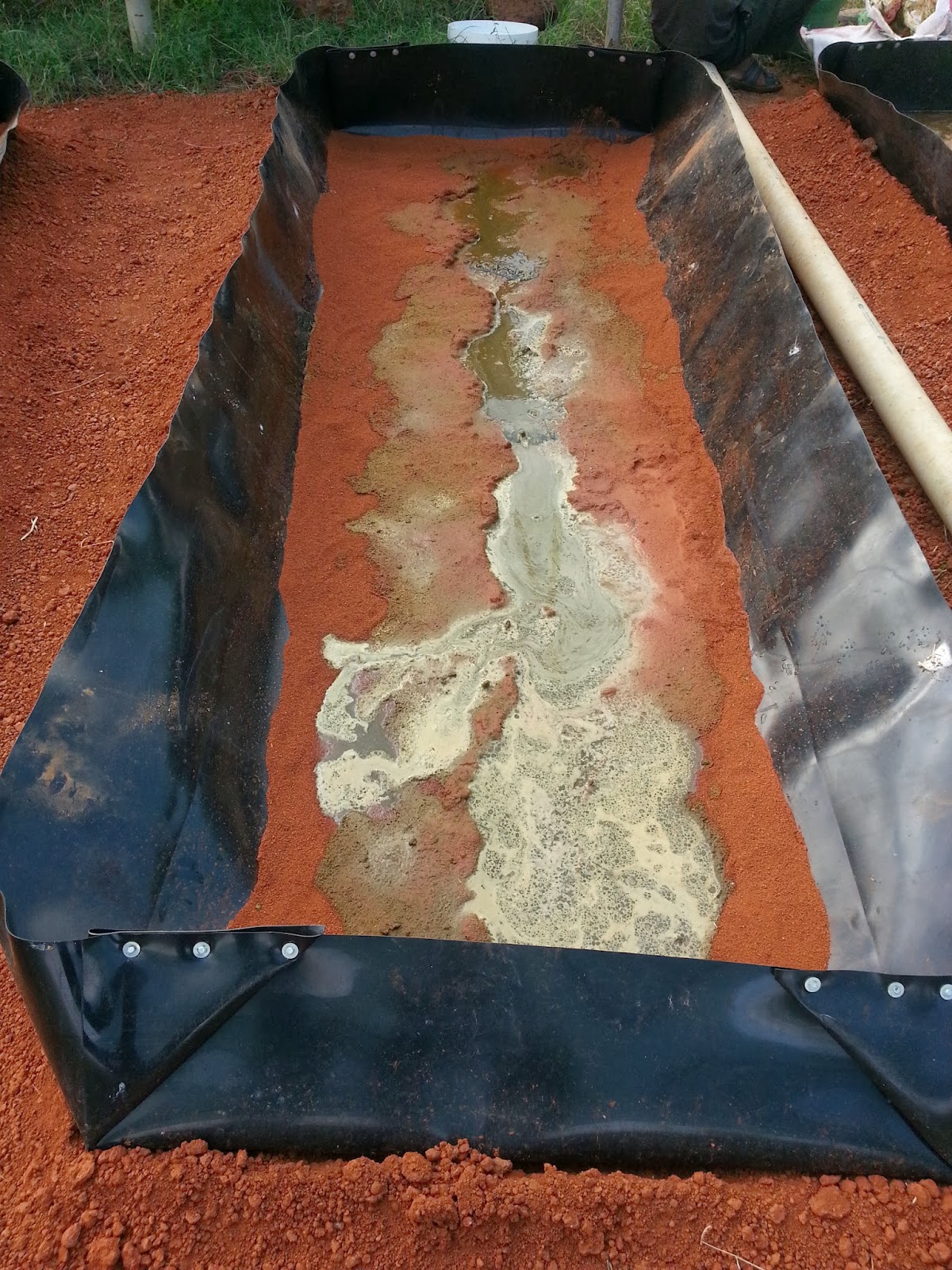 Techie2Aggie: Azolla Cultivation 101