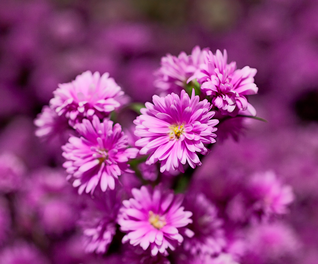 Pasar Bunga Kayoon / Kayun - Surabaya
