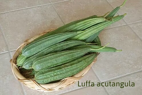 Veg Indian Good Food Recipes..: Turai (Gilki) Ki Sabzi in Elachi ...