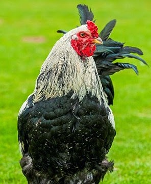 MENGETAHUI AYAM TERBESAR DI DUNIA | Berbagai Macam Ayam