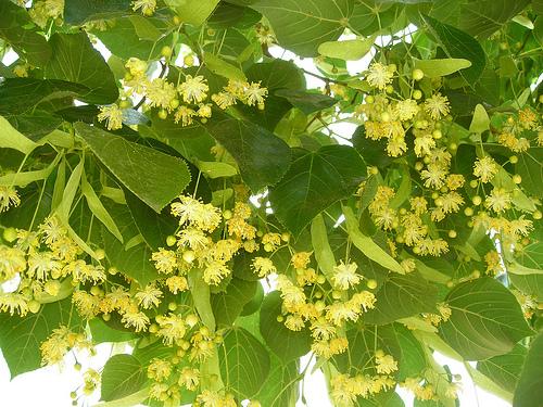 El Secreto de las Flores - Aromas: Sedante natural / Tilo