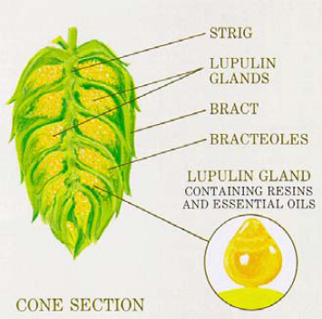 Inspirations From Inside a Mash Tun: Humulus Lupulus