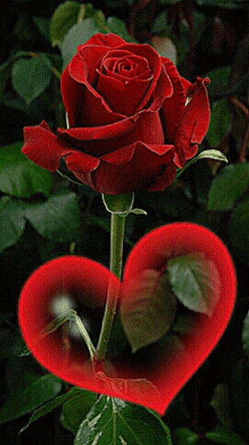 Mis Creaciones 2018 Rosas