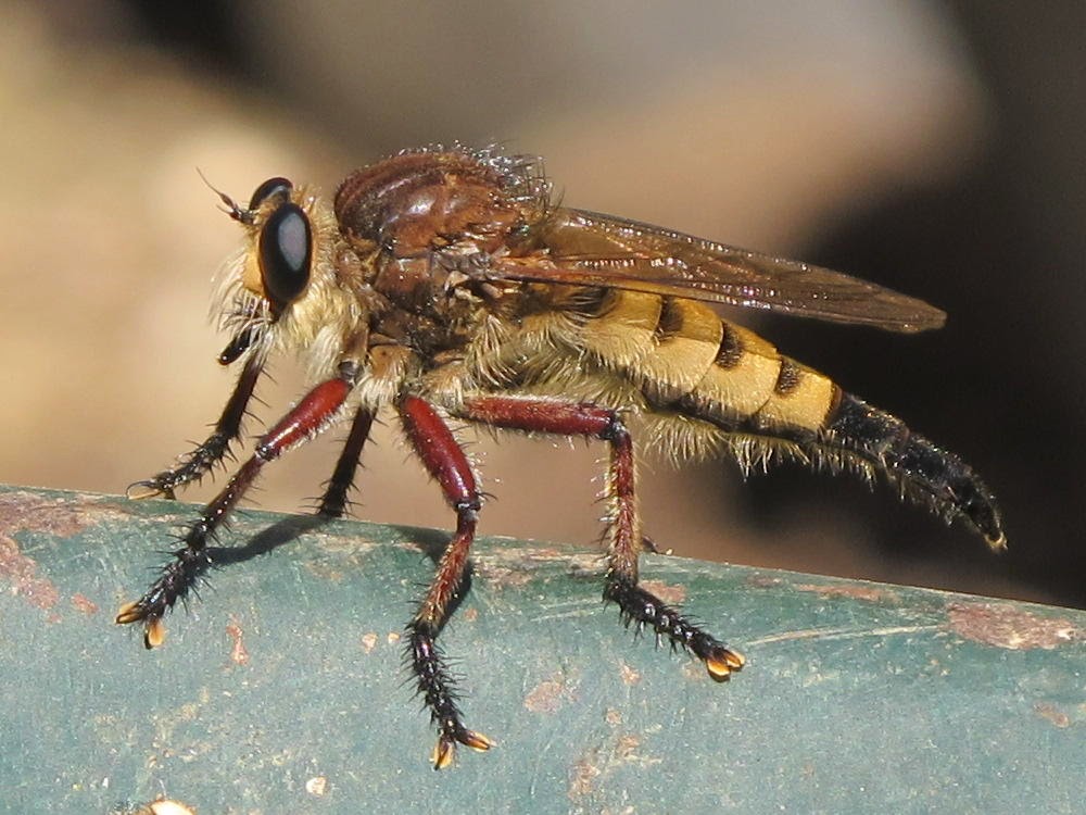 Blue Jay Barrens: Robber Flies