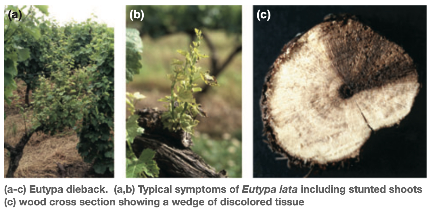 EnoViti: Grapevine Trunk Diseases---Eutypa Dieback