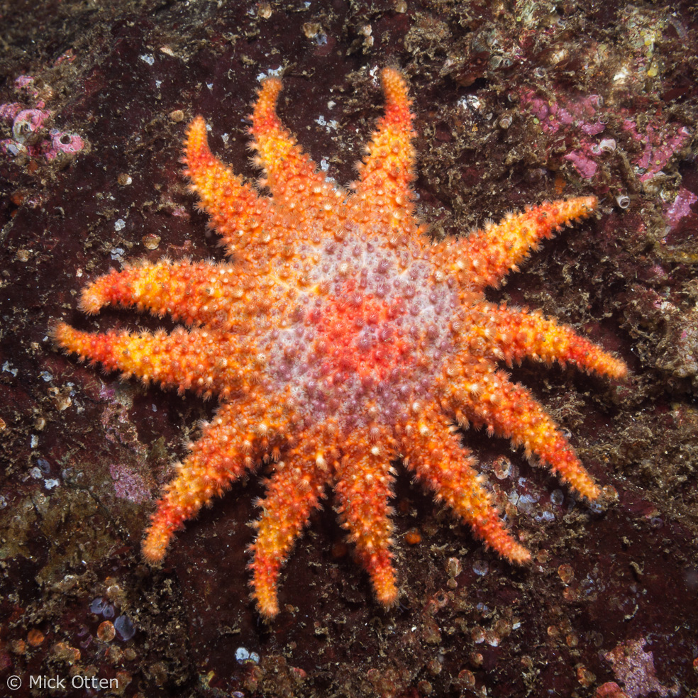 Mick's marine biology: Sea stars of Vancouver Island - part 1