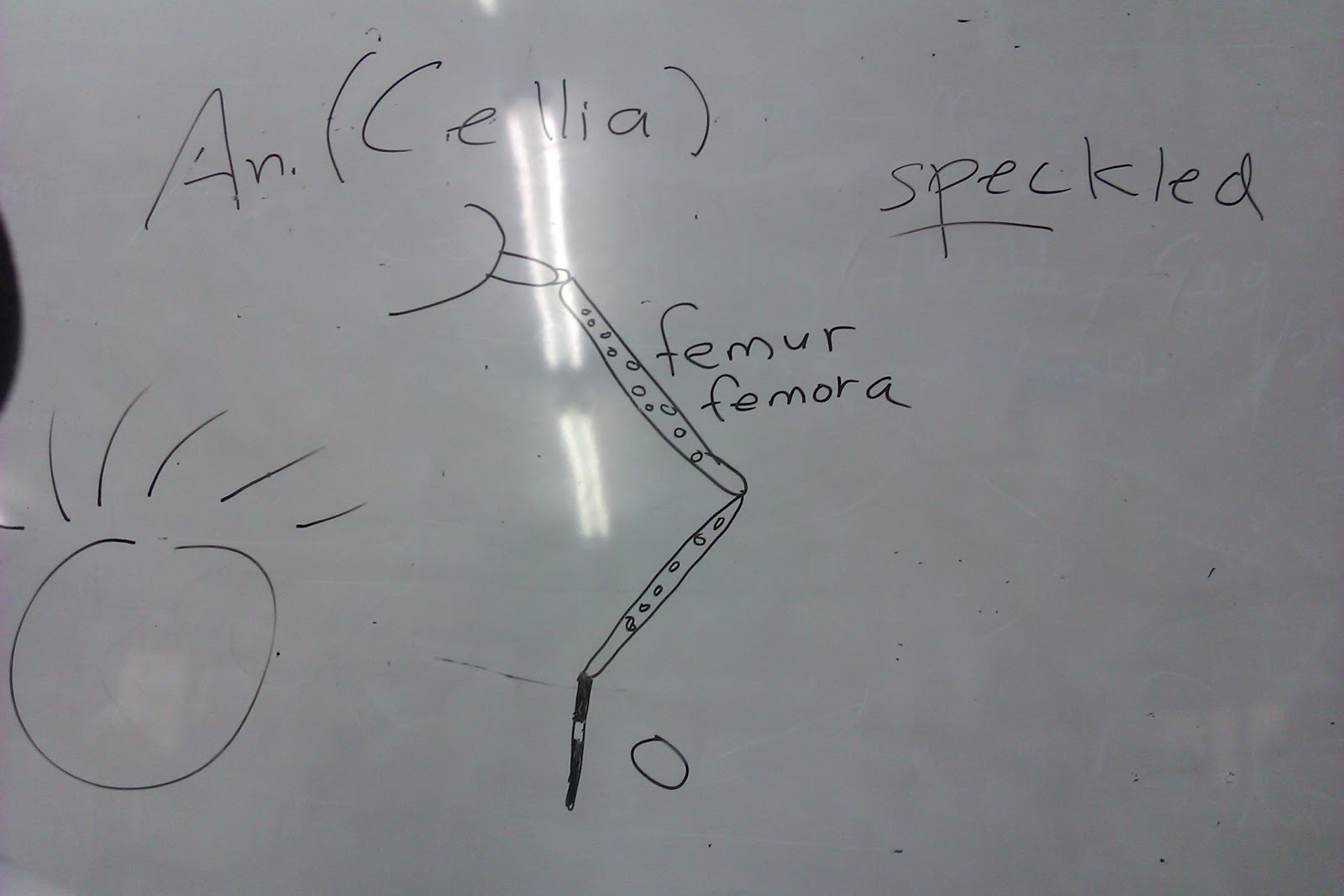 MEDICAL ENTOMOLOGY: Identification of Anopheles spp. (Adult mosquitoes)