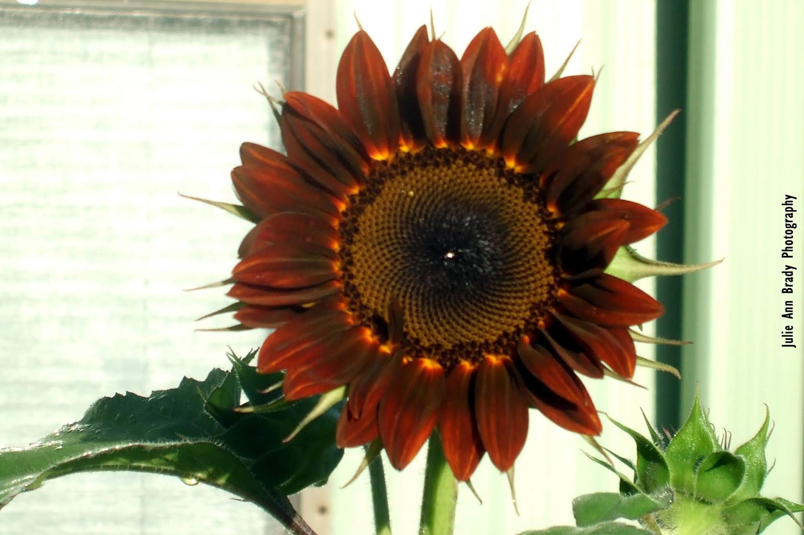 Julie Ann Brady : Blog On: Chianti Hybrid Sunflowers