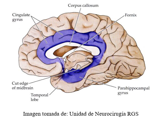 ANATOMÍA HUMANA: NEUROANATOMÍA : Resumen: Telencéfalo