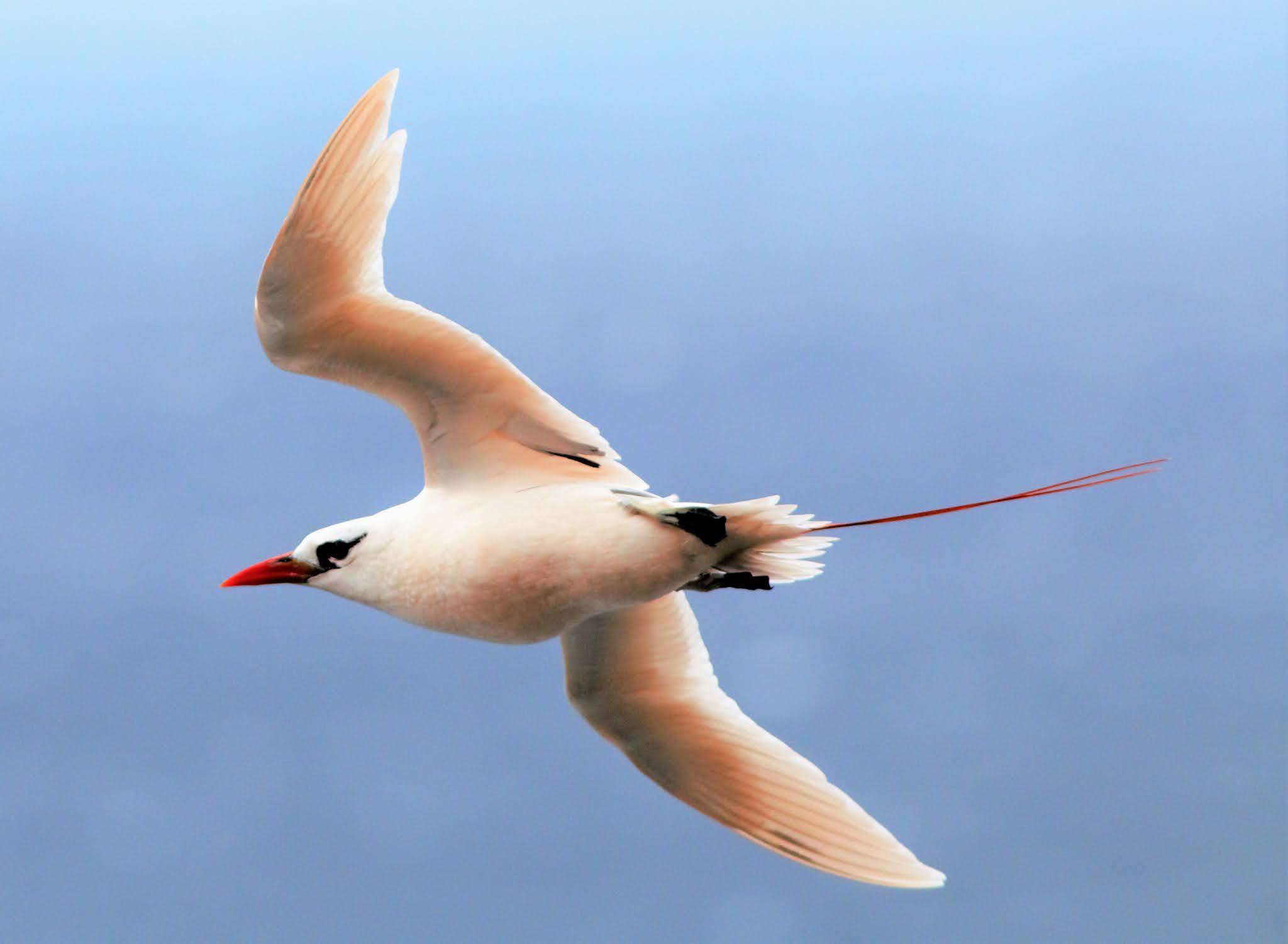 sunshinecoastbirds: Norfolk Island: The Seabirds