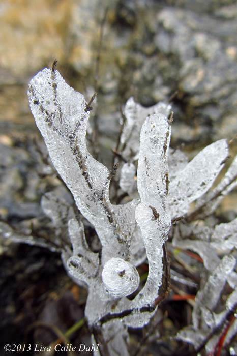 Descubriendo hojas: Garduña y sus adornos
