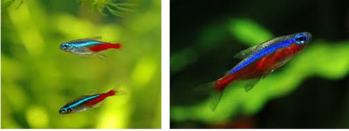 Perbedaan Ikan Neon Tetra Dan Ikan Cardinal Yang Gampang Diingat ...