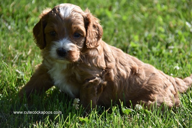 Cute Cockapoo Puppy