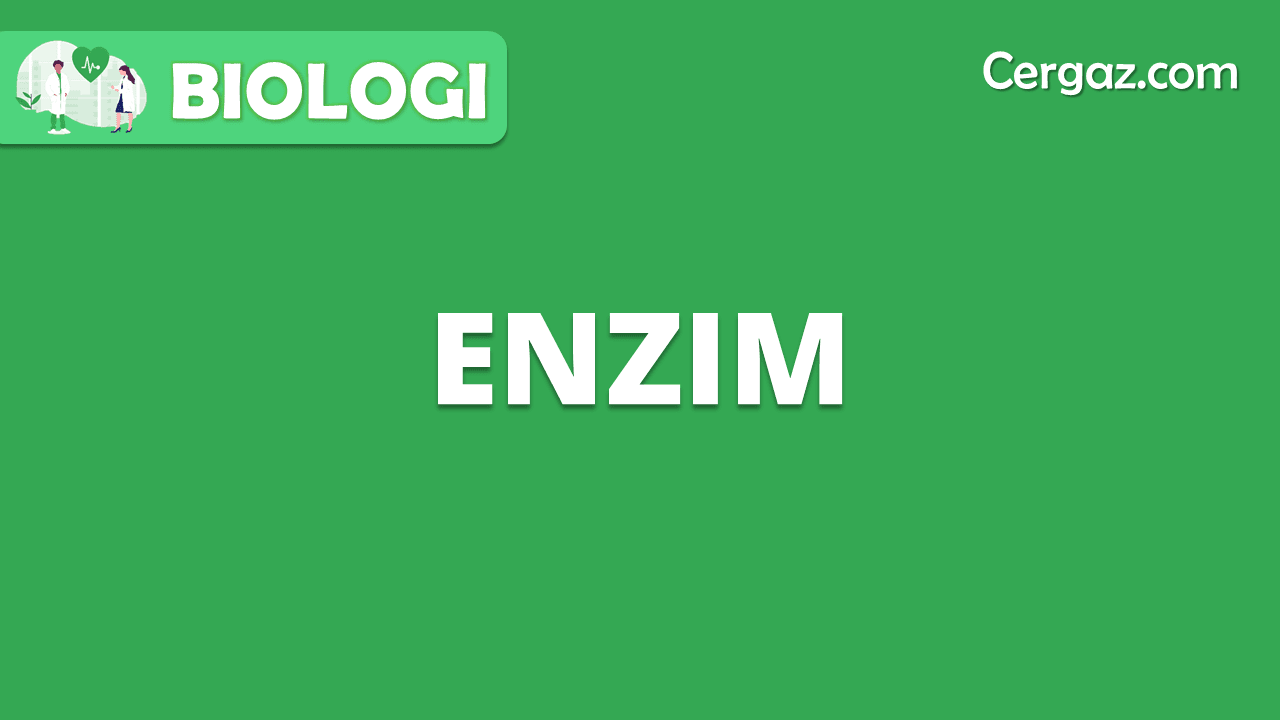 Membahas Materi Enzim dan Keunikannya - Cergaz.com