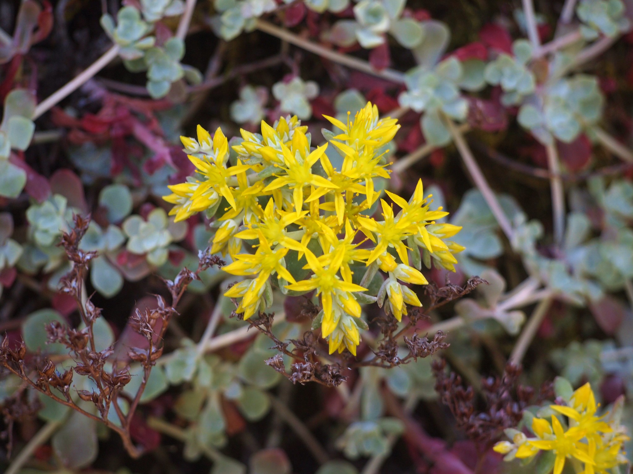 Sedum radiatum - Coast Range stonecrop care and culture | Travaldo's blog