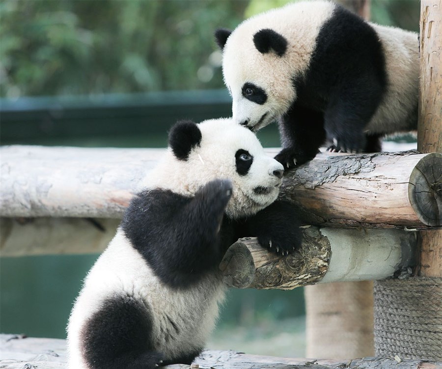 ANIMALS TIME : Panda (Gallery 2)