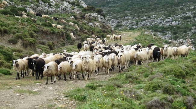ΓΕΩΠΟΝΙΚΑ ΘΕΜΑΤΑ - ΓΡΑΦΕΙΟ ΑΓΡΟΤΙΚΗΣ ΟΙΚΟΝΟΜΙΑΣ ΛΕΩΝΙΔΙΟΥ ΠΕΡΙΦΕΡΕΙΑΣ ...