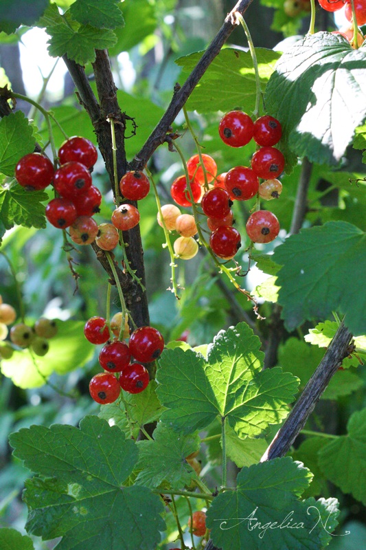 Angel's food: Frumoasa viata la tara...fructe din gradina:-)