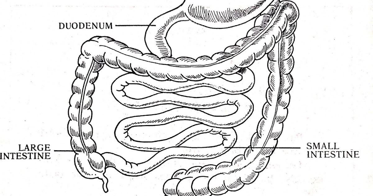 The Small and Large Intestines