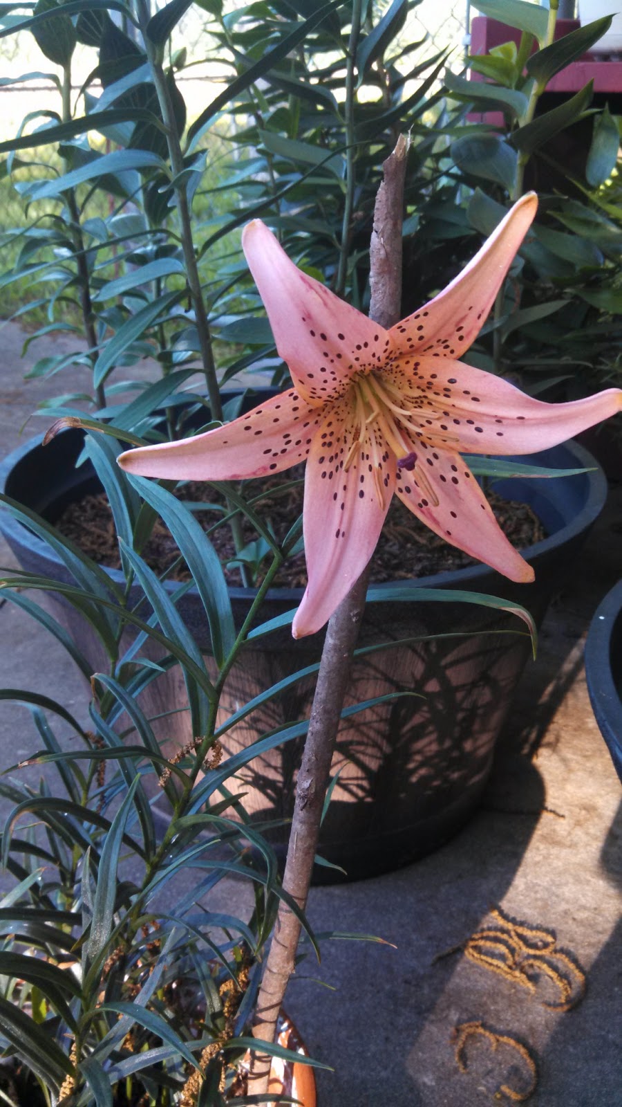 The Weekend Gardener: The Mystery Lily Blooms