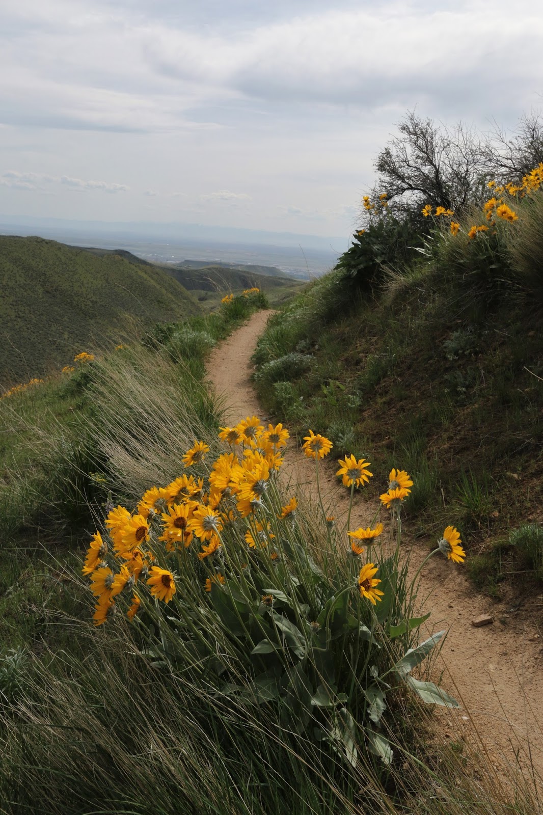 Nomadic Newfies: File Mile-Watchman-Three Bears Loop Near Boise