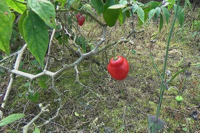 Tree pepper (Capsicum pubescens)