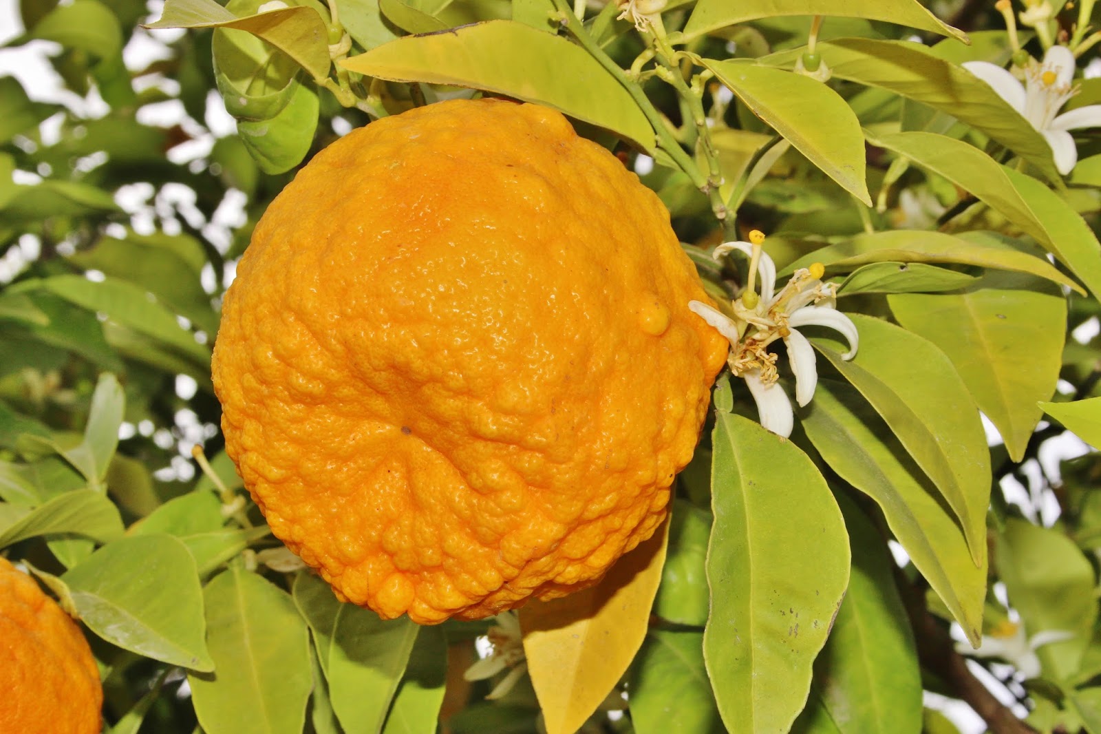 Biodiversity of Cyprus by NGO Protection of the Natural Heritage and ...