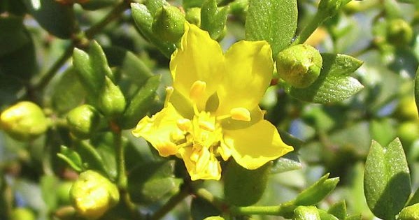 BIOLOGÍA: Nombre científico: LARREA CUNEIFOLIA Nombre vulgar: JARILLA O ...