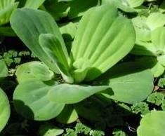 Manfaat dan Khasiat Tanaman Apu-Apu (Pistia Stratiotes L) | Tanaman Herbal