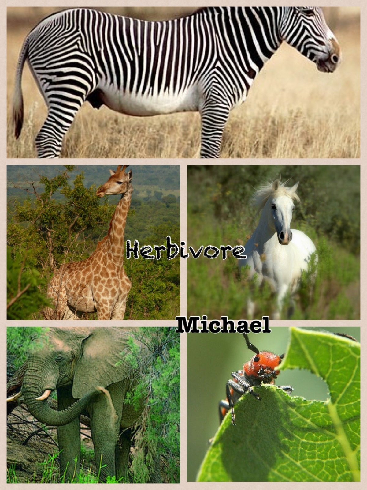 Herbivores Examples Of Animals