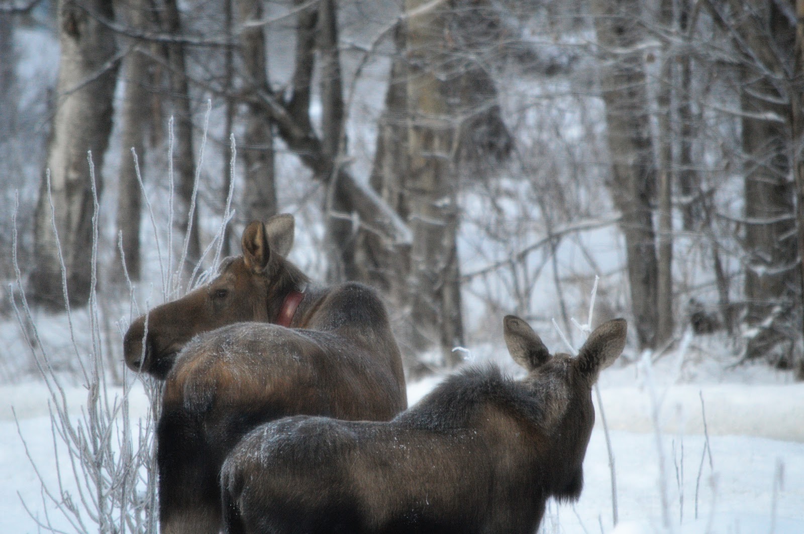 Courageous Joy: Our Pet Moose