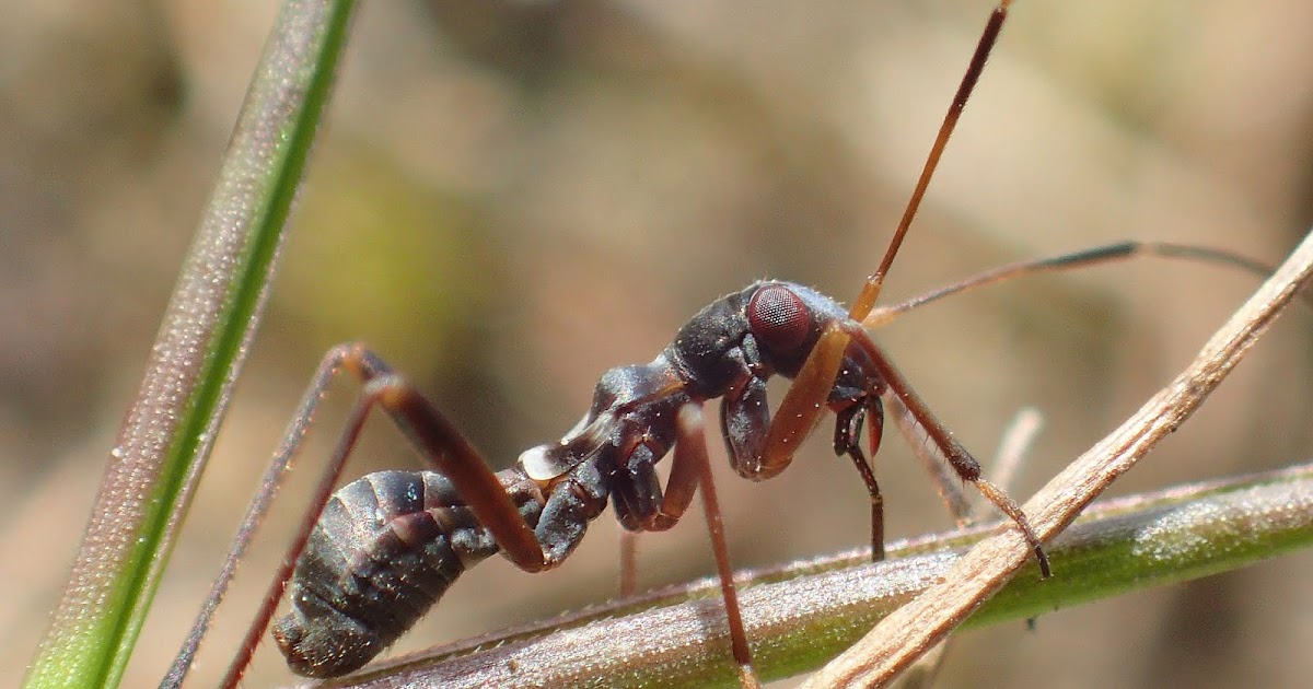 The Lyons Share: Replic-ants