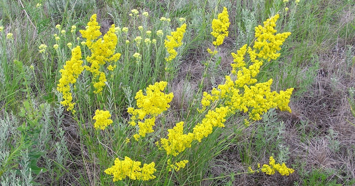 Ivanjsko cvijeće (Galium verum L.) - Narodno liječenje biljem