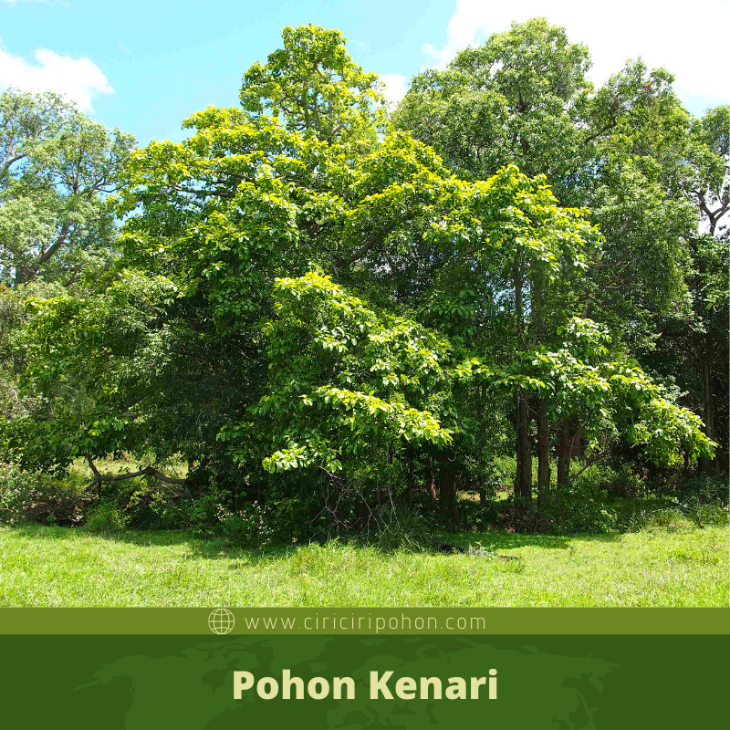 Ciri Ciri Pohon Kenari / Bangkal (Nauclea orientalis) Di Alam Liar ...