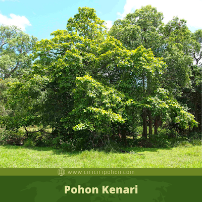 Ciri Ciri Pohon Kenari / Bangkal (Nauclea orientalis) Di Alam Liar ...