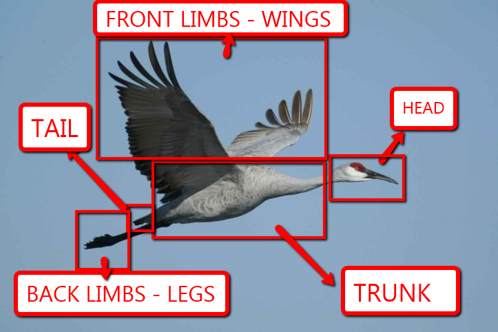 Mi primer año en Red XXI: VERTEBRATES - BIRDS (Unit 4 - Science Year 5)