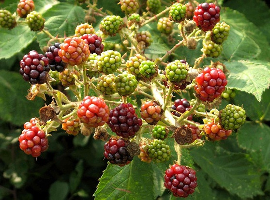 herbal leaves, herbal medicine plants and treatments: June 10, 2012