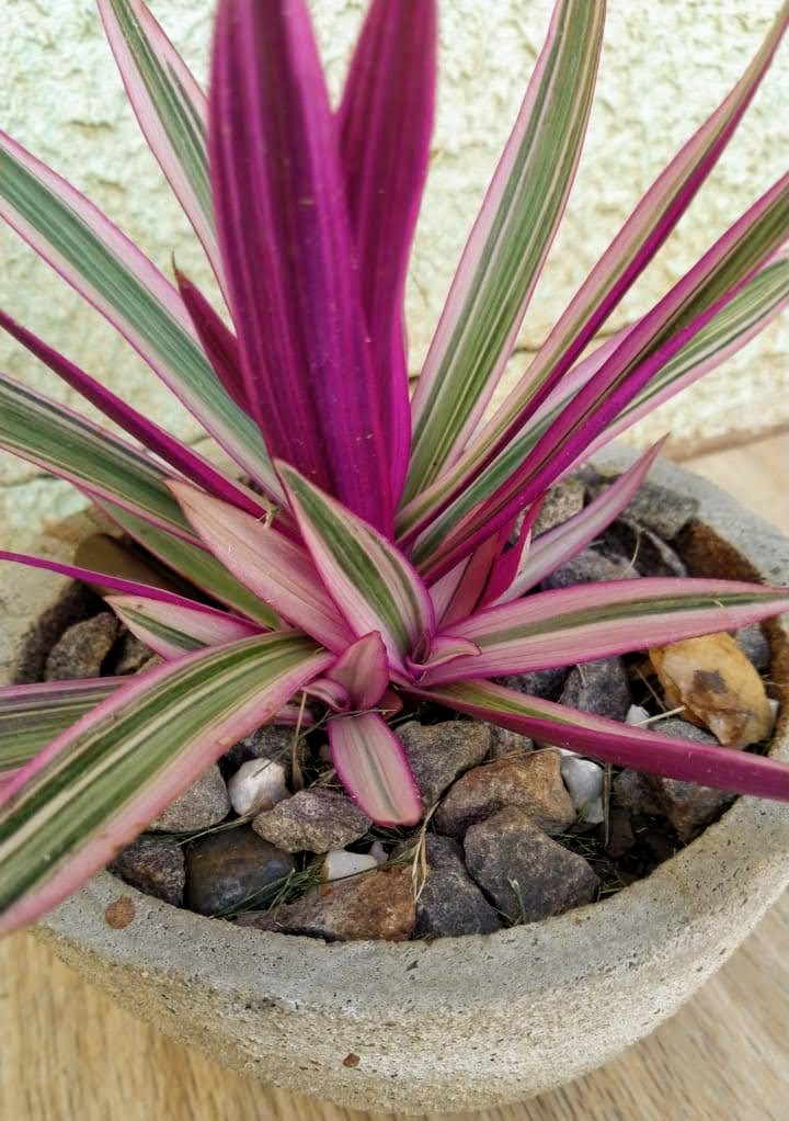 JardinagemHorganica: Abacaxi-roxo Tradescantia spathacea