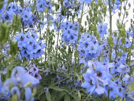 Tulp ja tulp: Sinine, punane, kollane ja